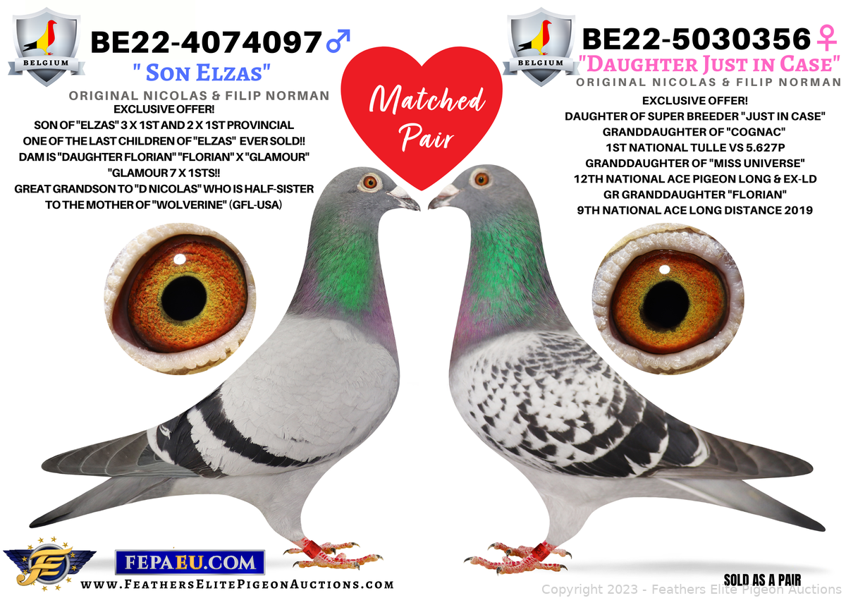 Boda Rizalman NICOLAS & FILIP NORMAN Auction | Feathers Elite Pigeon